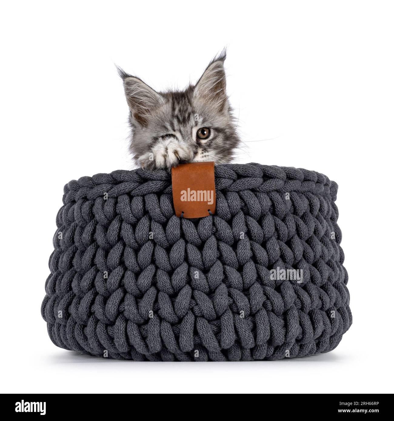 Cute silver gray cat kitten, sitting in gray knitted basket. Looking ...