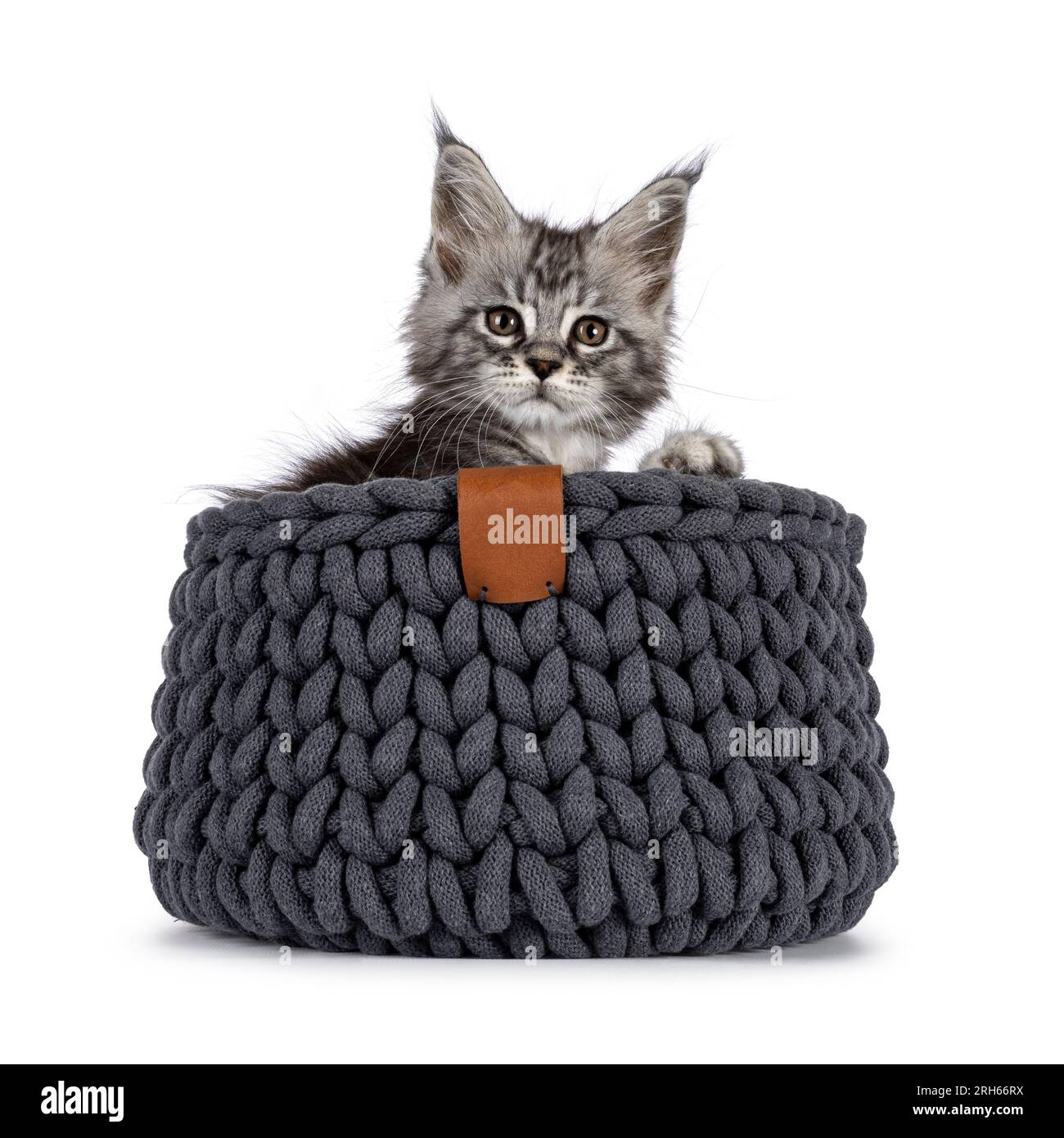 Cute silver gray cat kitten, sitting in gray knitted basket. Looking ...