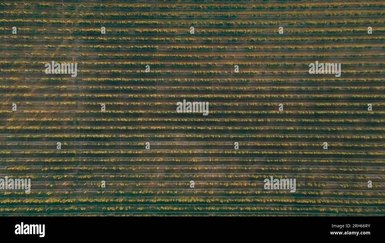Lines of apple trees in the plantation. Top view Stock Photo - Alamy