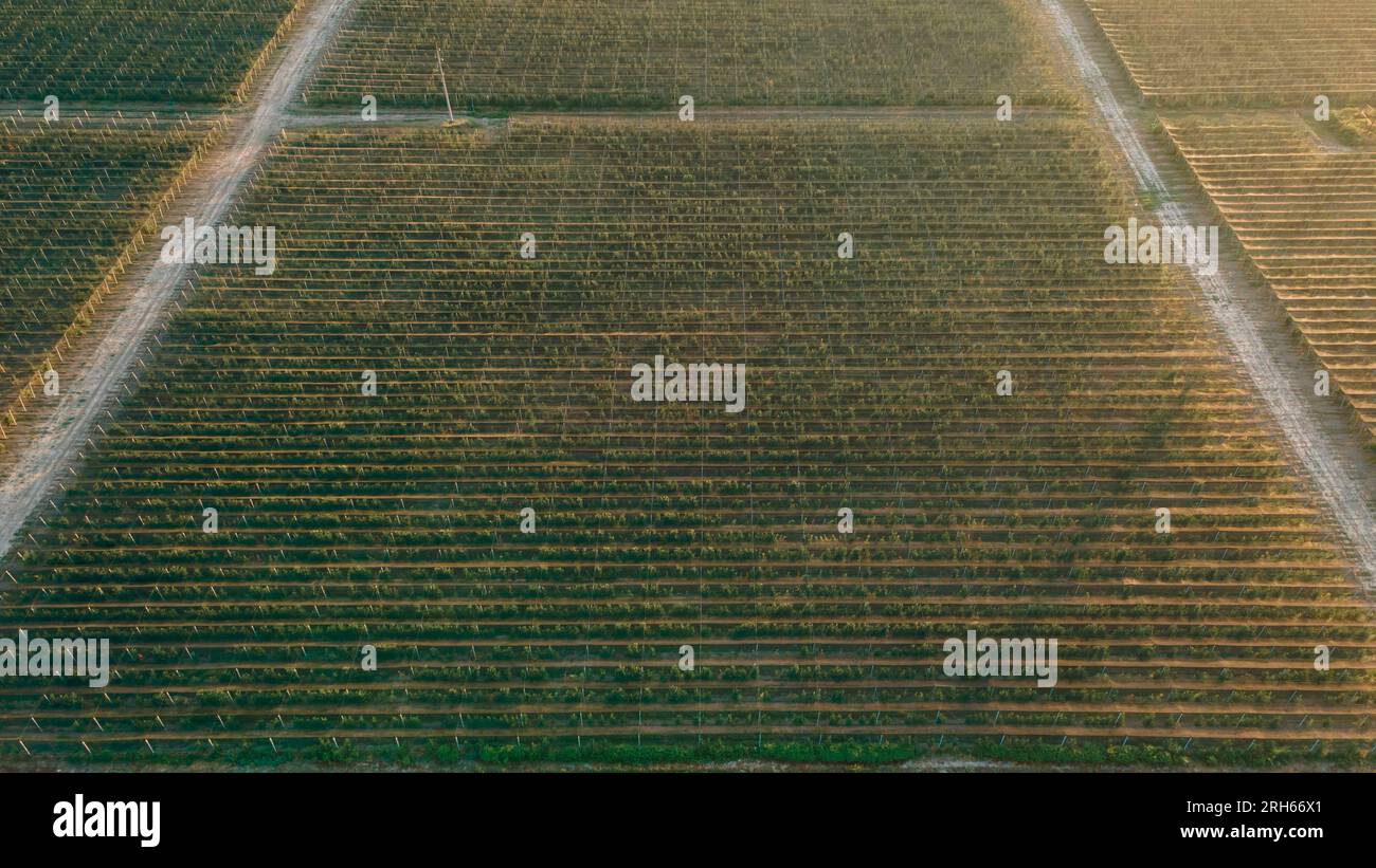 Large plots with fruit trees separated by roads. Agricultural business ...