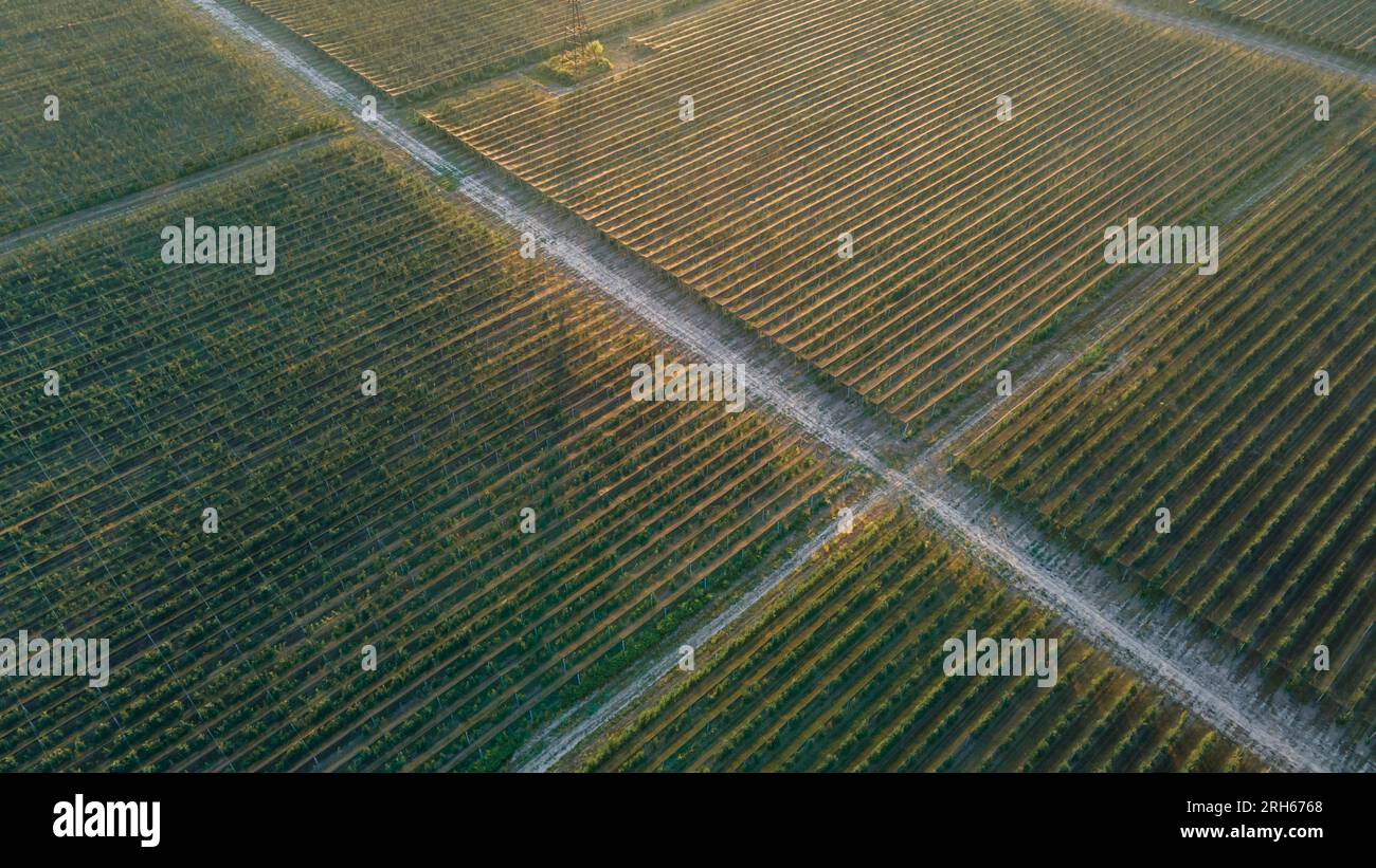 Large plots with fruit trees separated by roads. Top view Stock Photo ...