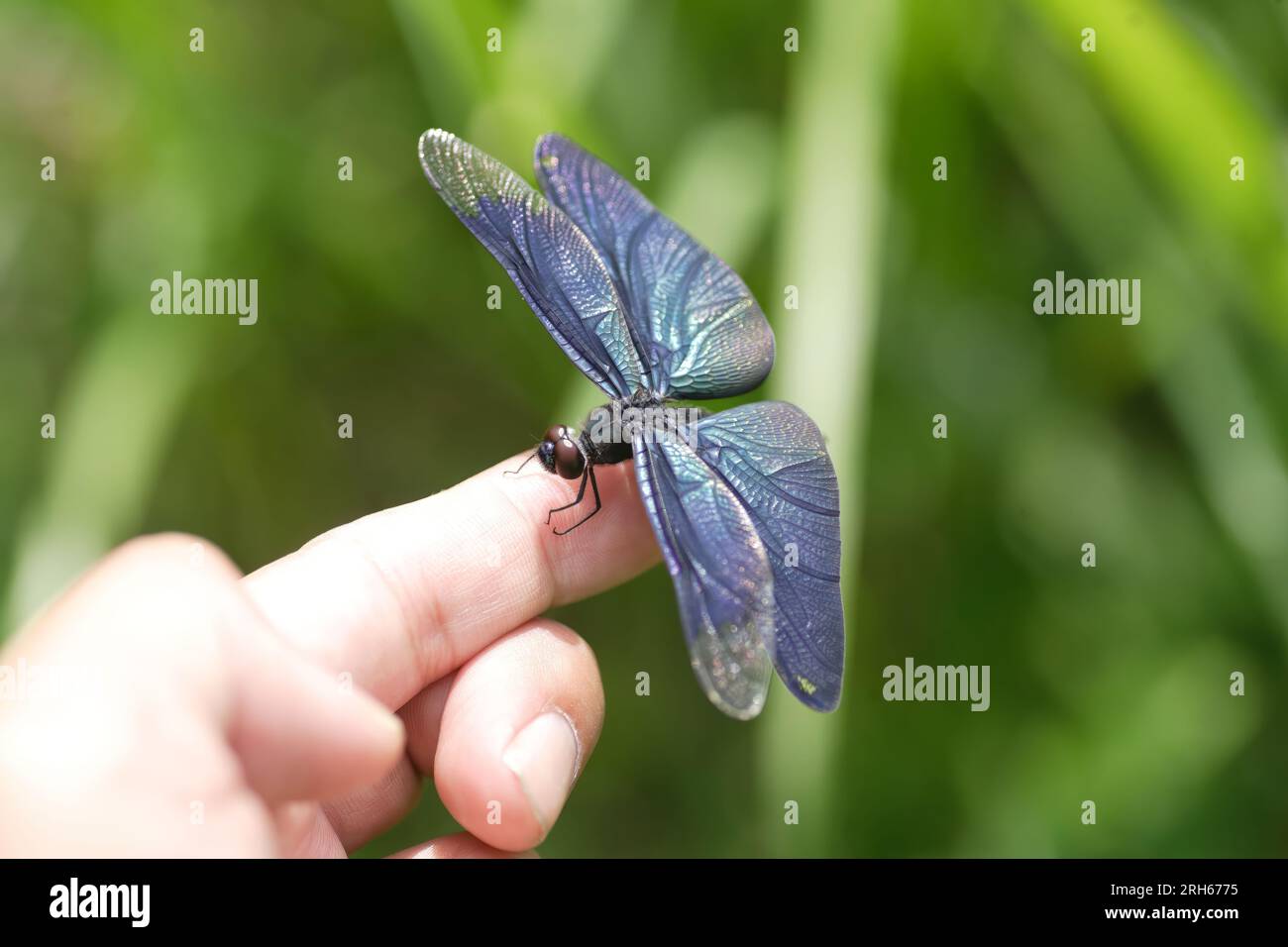 Butterflies And Dragonflies