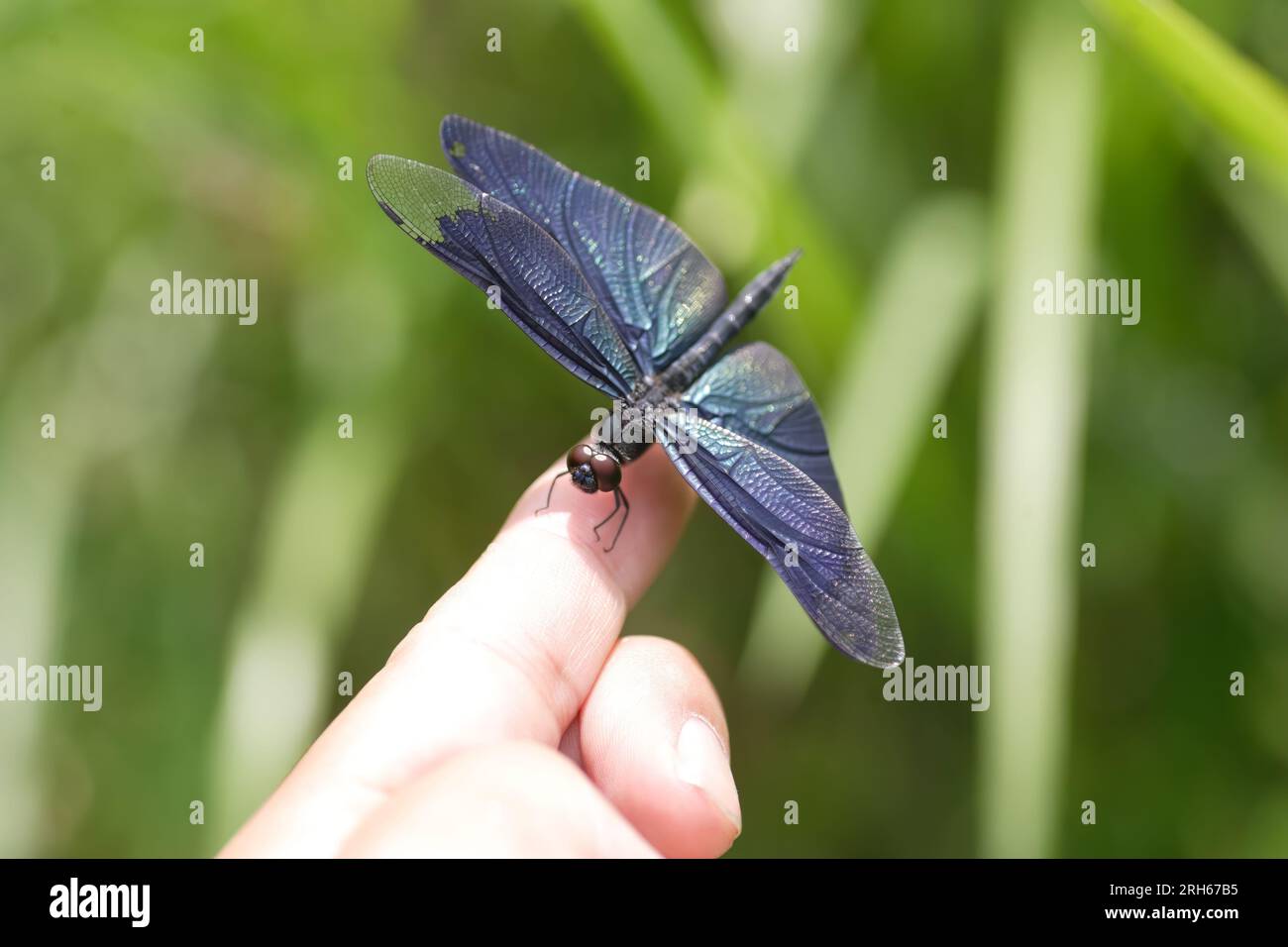 Dragonflies And Butterflies