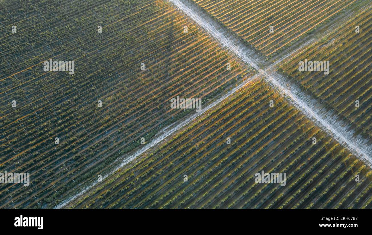 Rows of trees in a plantation with intersecting roads. Agricultural ...
