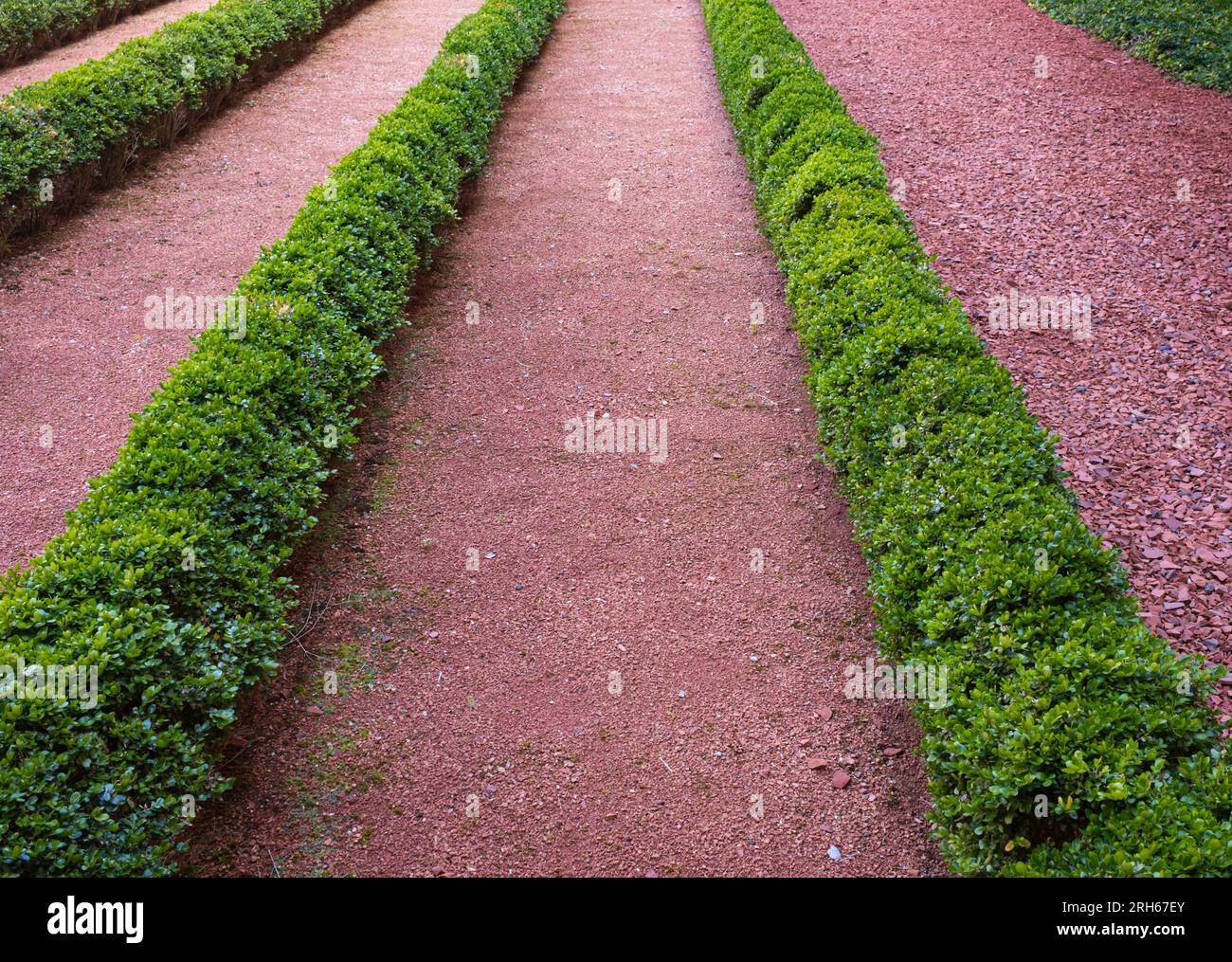 Perspective view of green hedges and magenta ground. Concept of ...