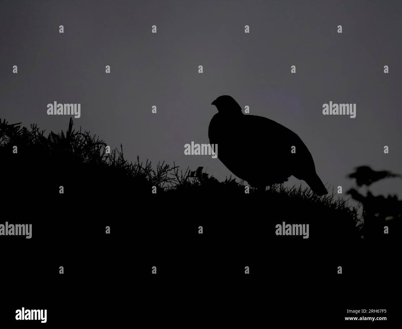 Red grouse, Lagopus lagopus scotica, single bird backlit, Yorkshire ...