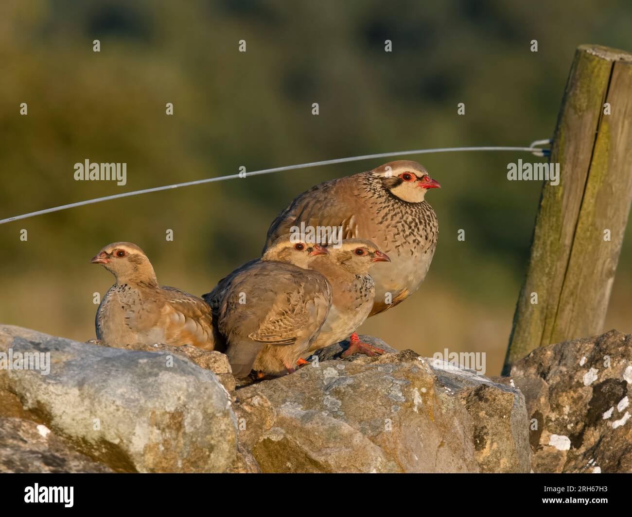 Red-legged partridge, Alectoris rufa, adult with young on wall ...