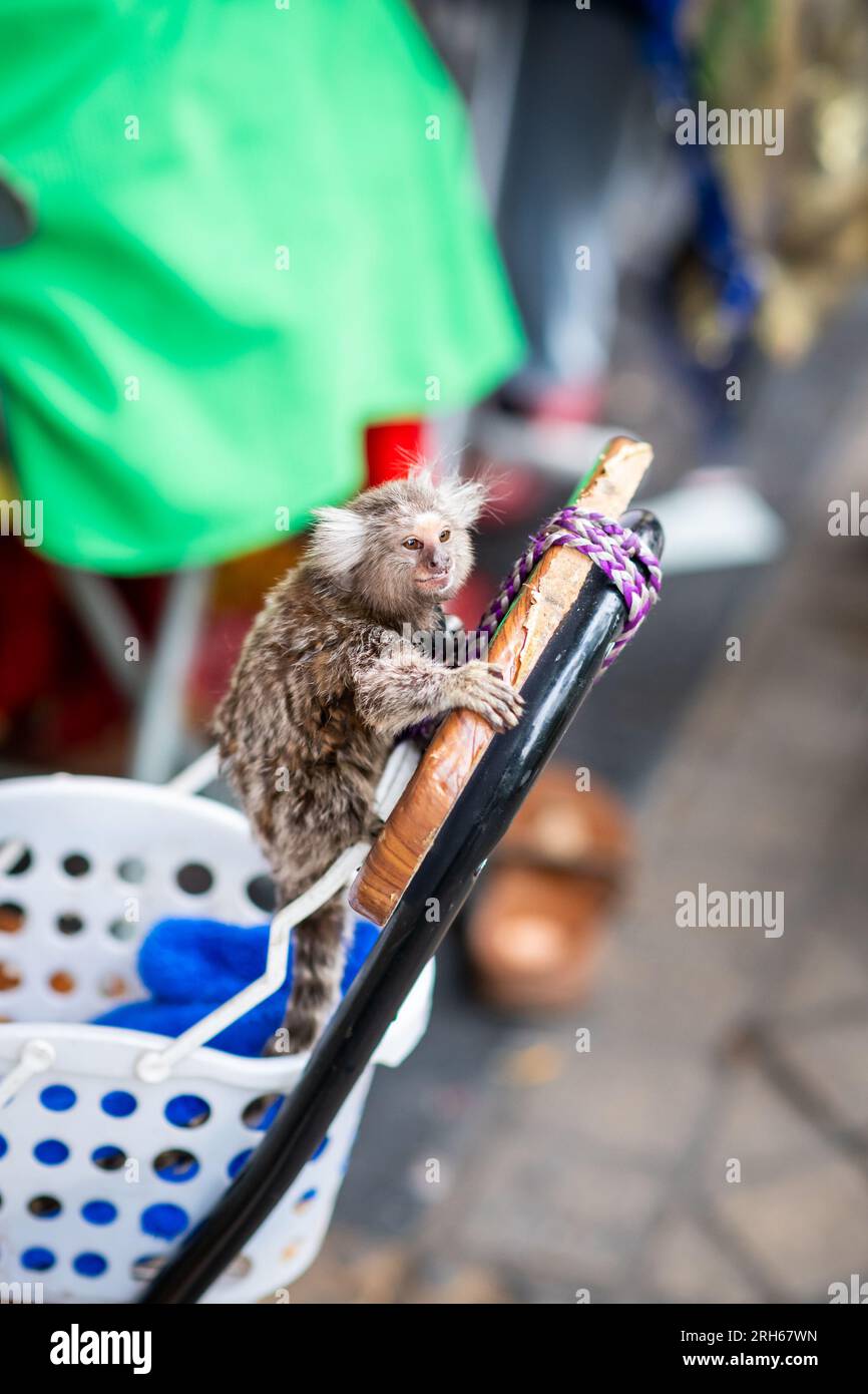 A tiny pet monkey plays happily. The monkey is tied to the owners chair ...