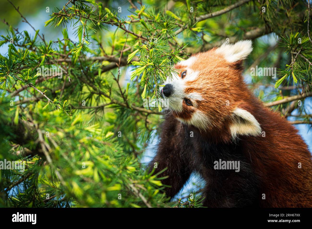 Red panda bear climbing tree. close-up of a rare red panda Stock Photo ...