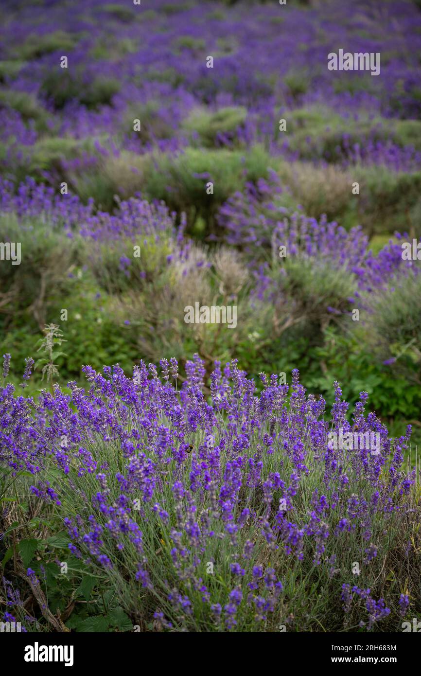 Portrait orientation blue color hi-res stock photography and images - Alamy