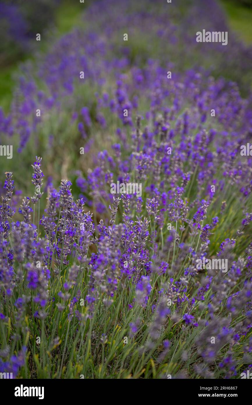 A row of lavender plants in a field. Purple flowers with shallow depth ...