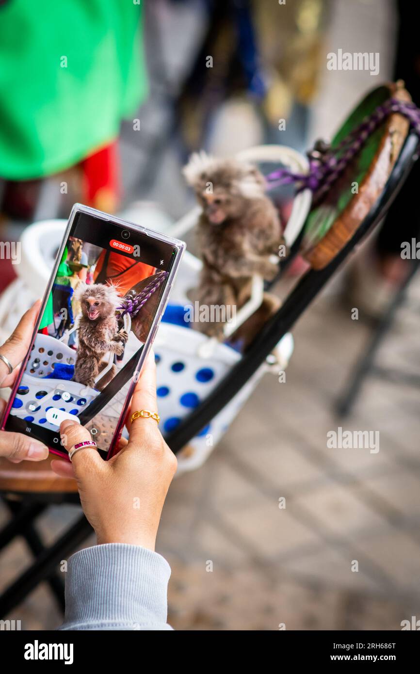 A tiny pet monkey plays happily. The monkey is tied to the owners chair ...