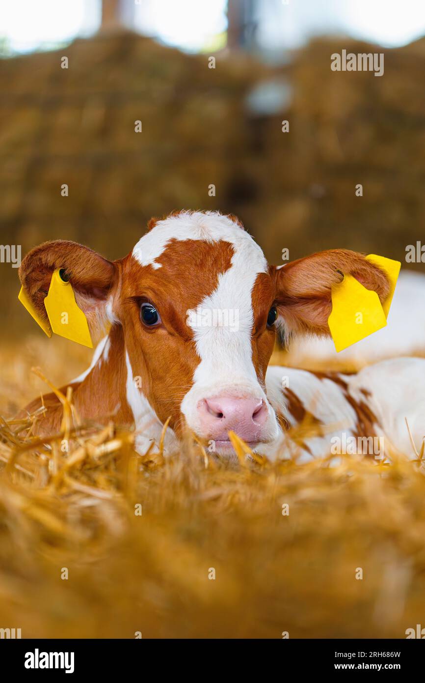 Close cute young calf lies in straw. calf lying inside dairy farm in ...