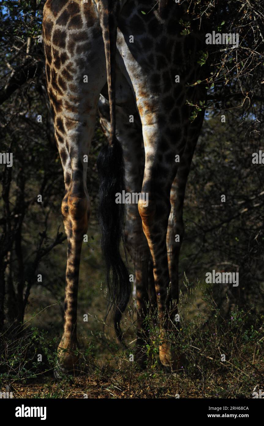 African flora and fauna hi-res stock photography and images - Alamy