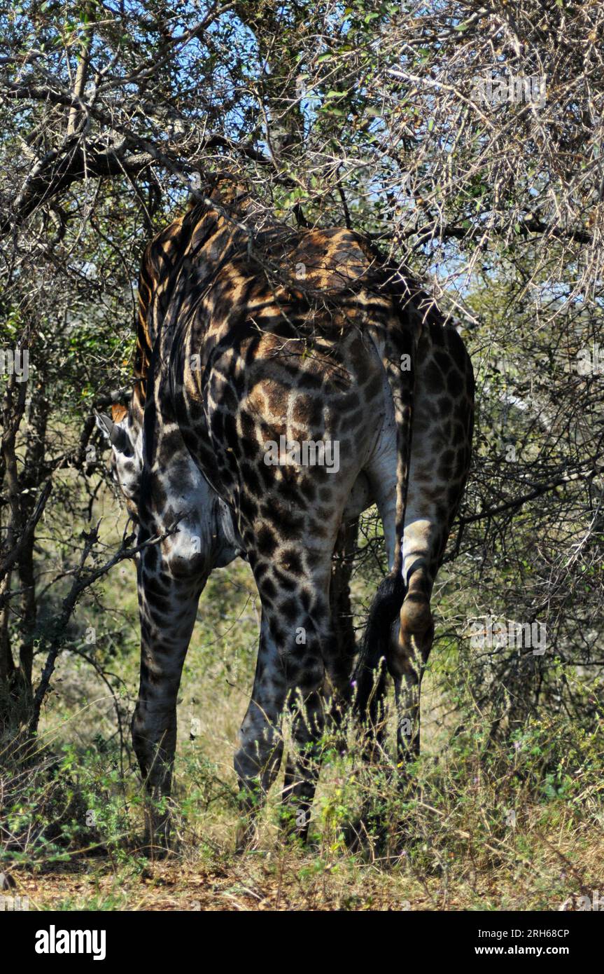 African flora and fauna hi-res stock photography and images - Alamy