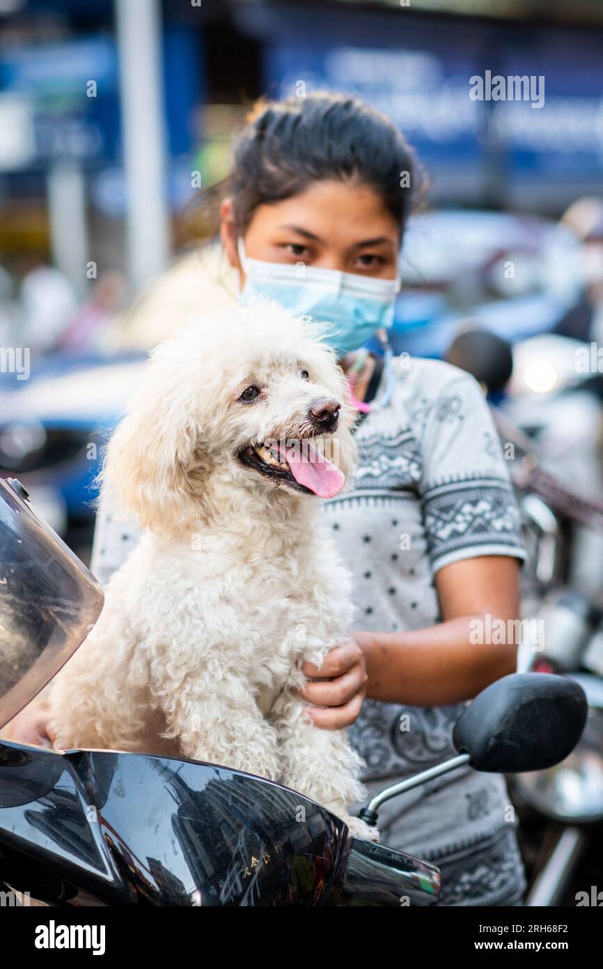 Bangkok poodle hi-res stock photography and images - Alamy