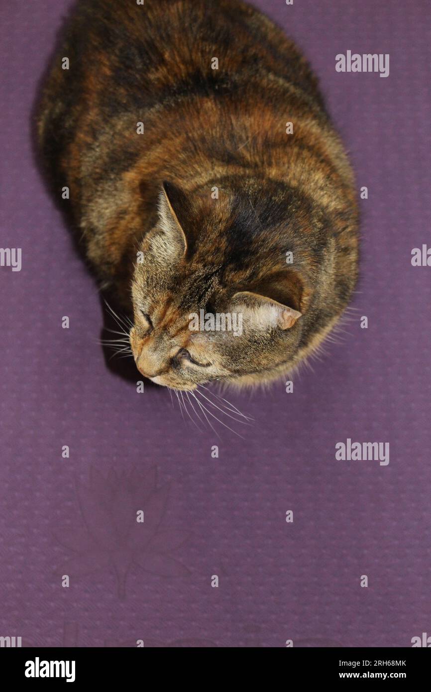 Top down portrait of a cat on purple background with copy space. Fat ...