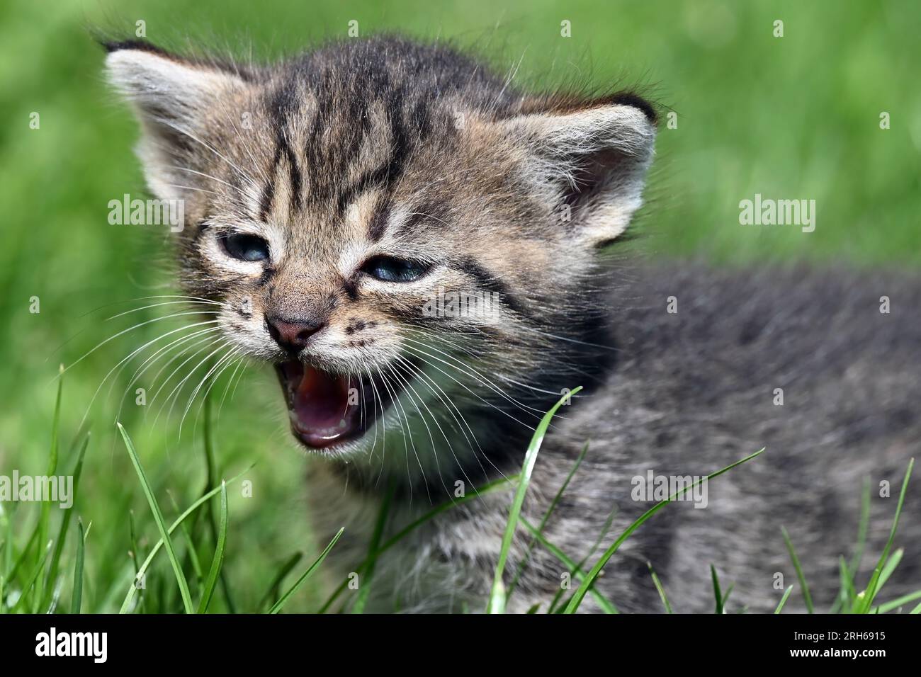 Young grey tabby kitten in green grass calling out for mother Stock ...