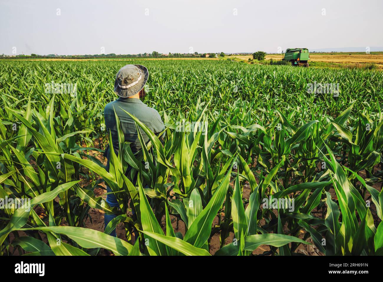 Portrait of farmer who is cultivating corn. Agricultural occupation ...
