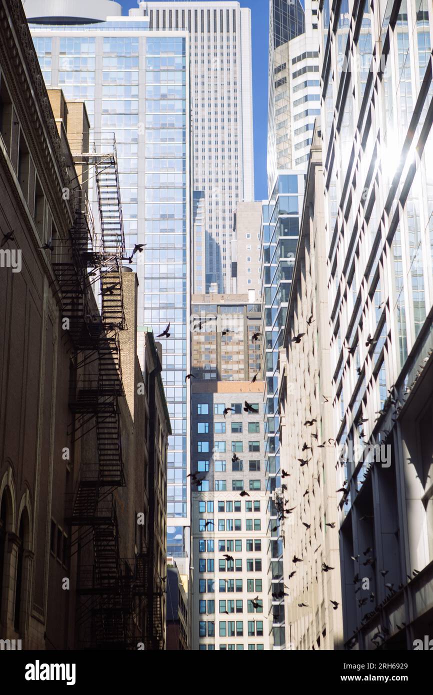 Pigeons flying in an alley, Chicago, Illinois, USA Stock Photo - Alamy