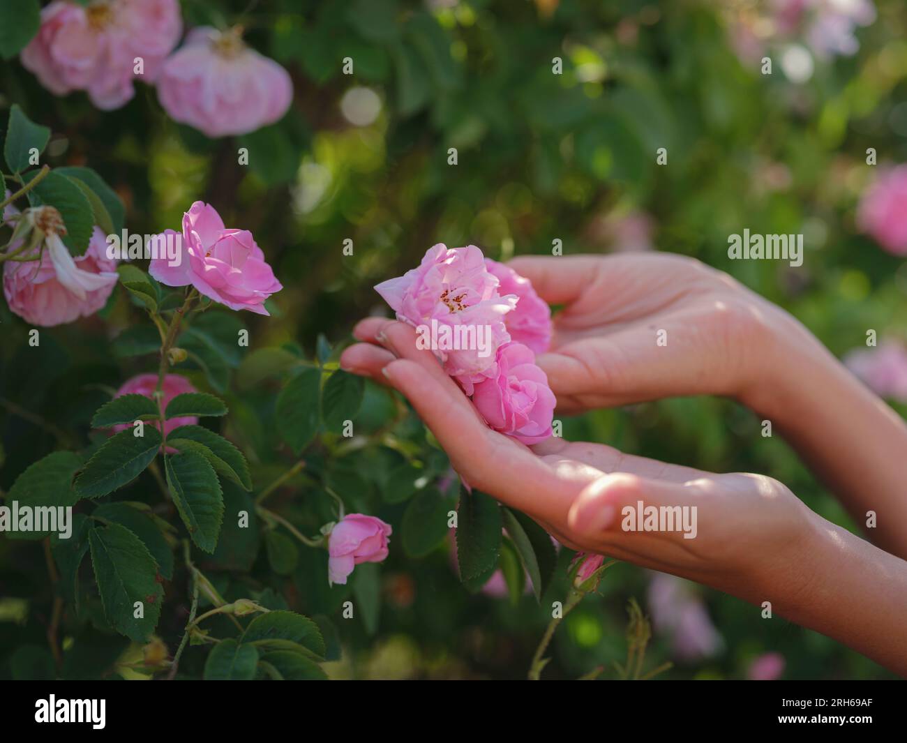 woman picking roses in Field of Damascena roses in sunny summer day ...