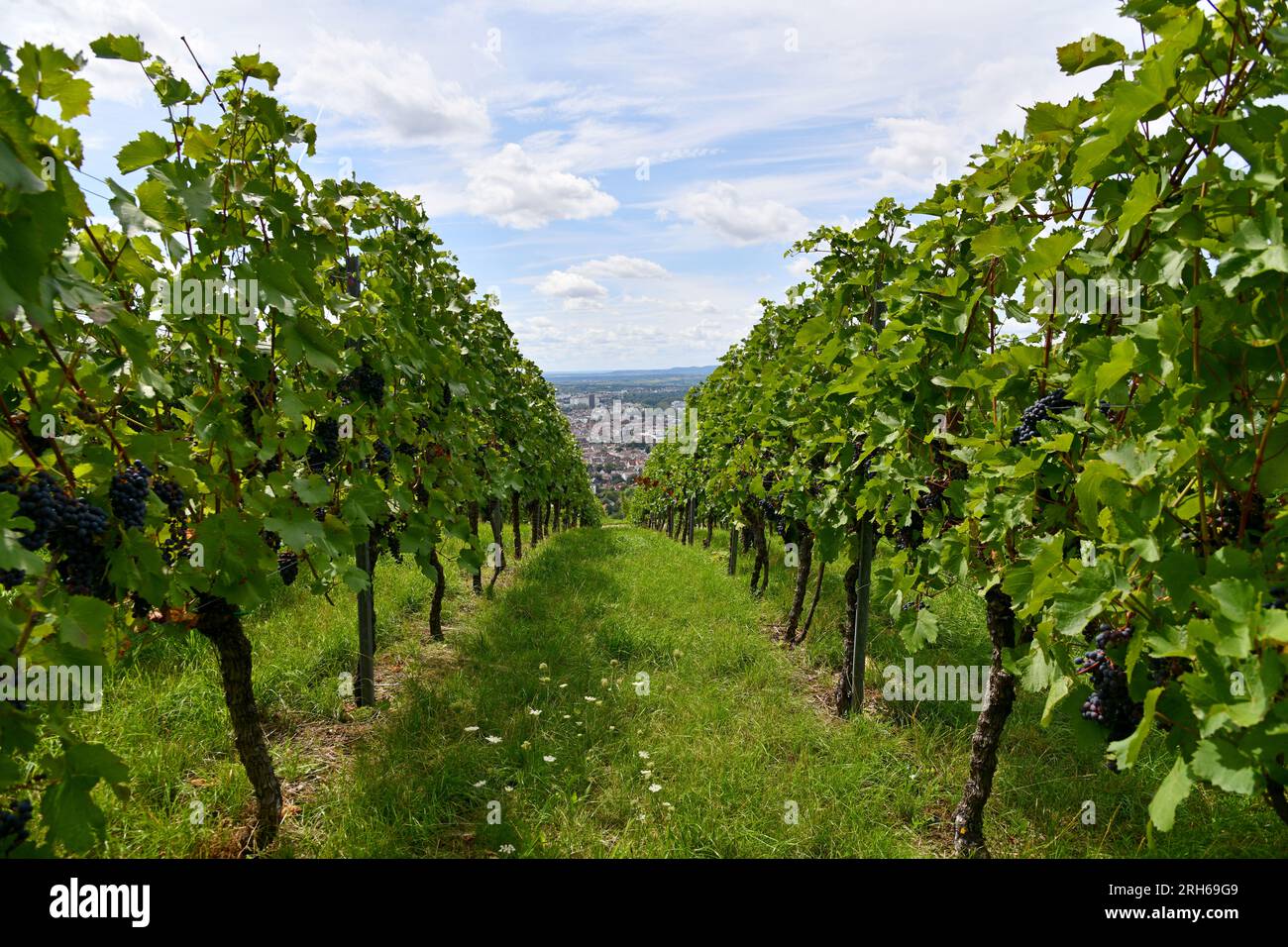 Germany kerner grape harvest in the vineyard hi-res stock photography ...