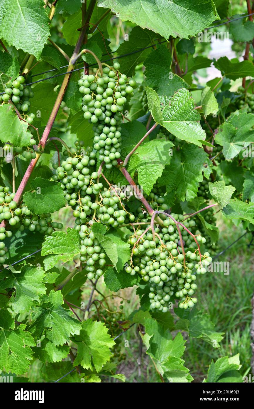 Kerner grapes hi-res stock photography and images - Alamy