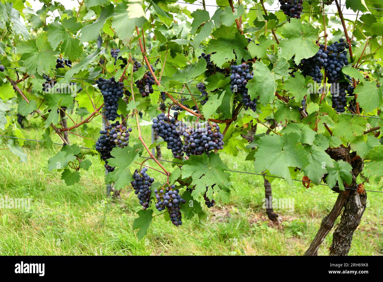 Germany kerner grape harvest in the vineyard hi-res stock photography ...