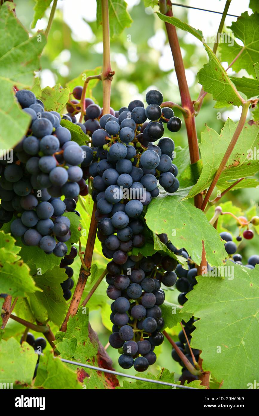 Kerner grapes hi-res stock photography and images - Alamy