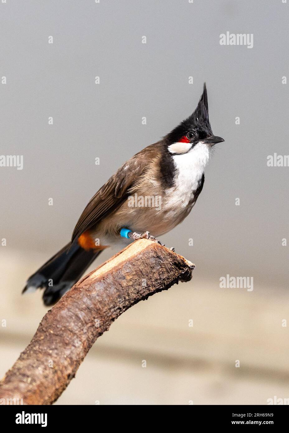 Vibrant red whiskered bulbul, native to South Asia. Its distinctive red ...
