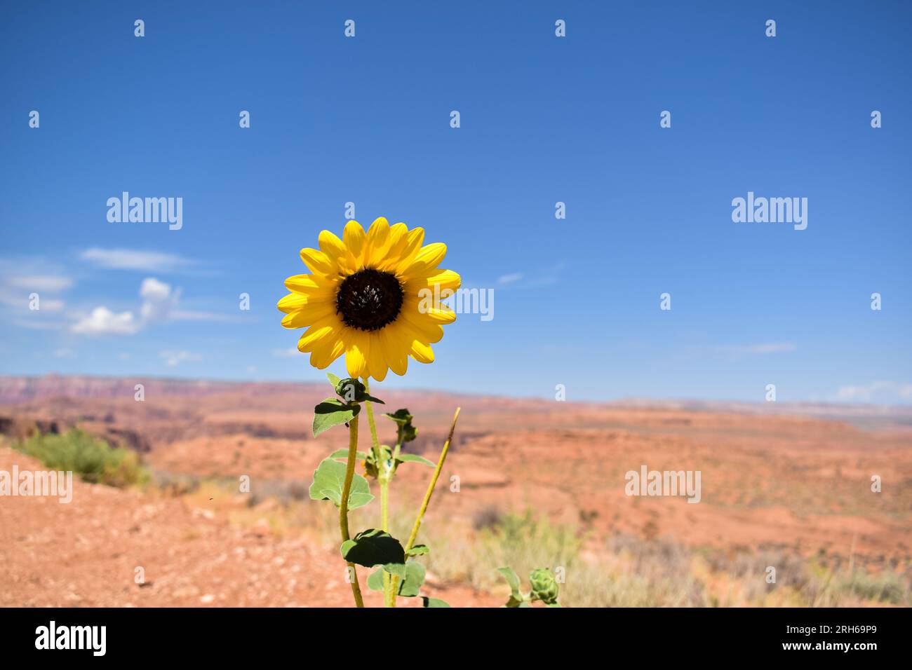 Canyon sunflower hi-res stock photography and images - Alamy