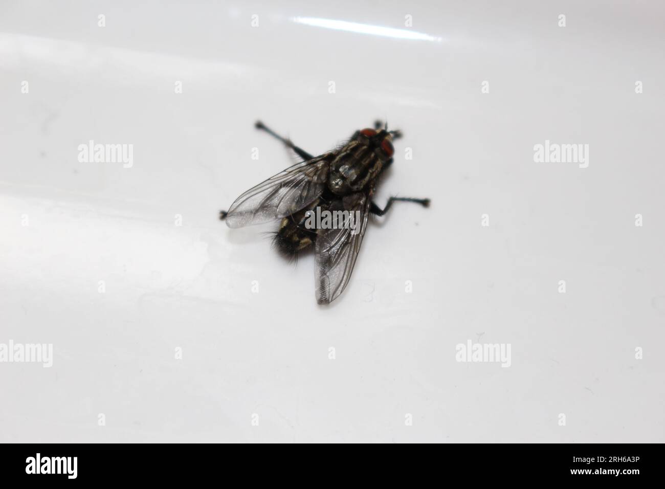Common fly in house on white moldings. Housefly Stock Photo - Alamy
