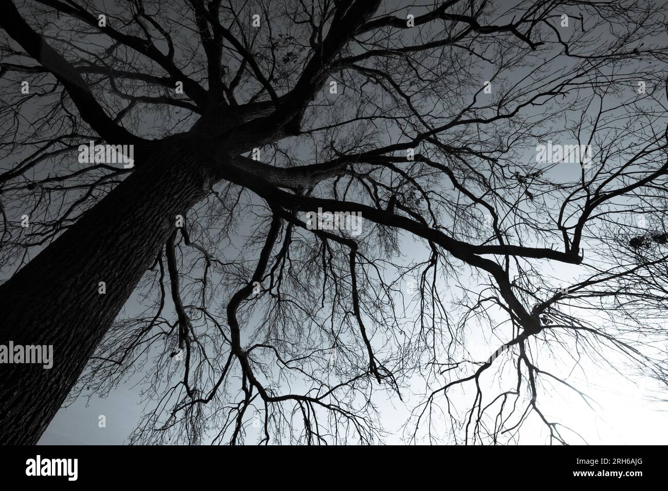 into the trees Stock Photo - Alamy