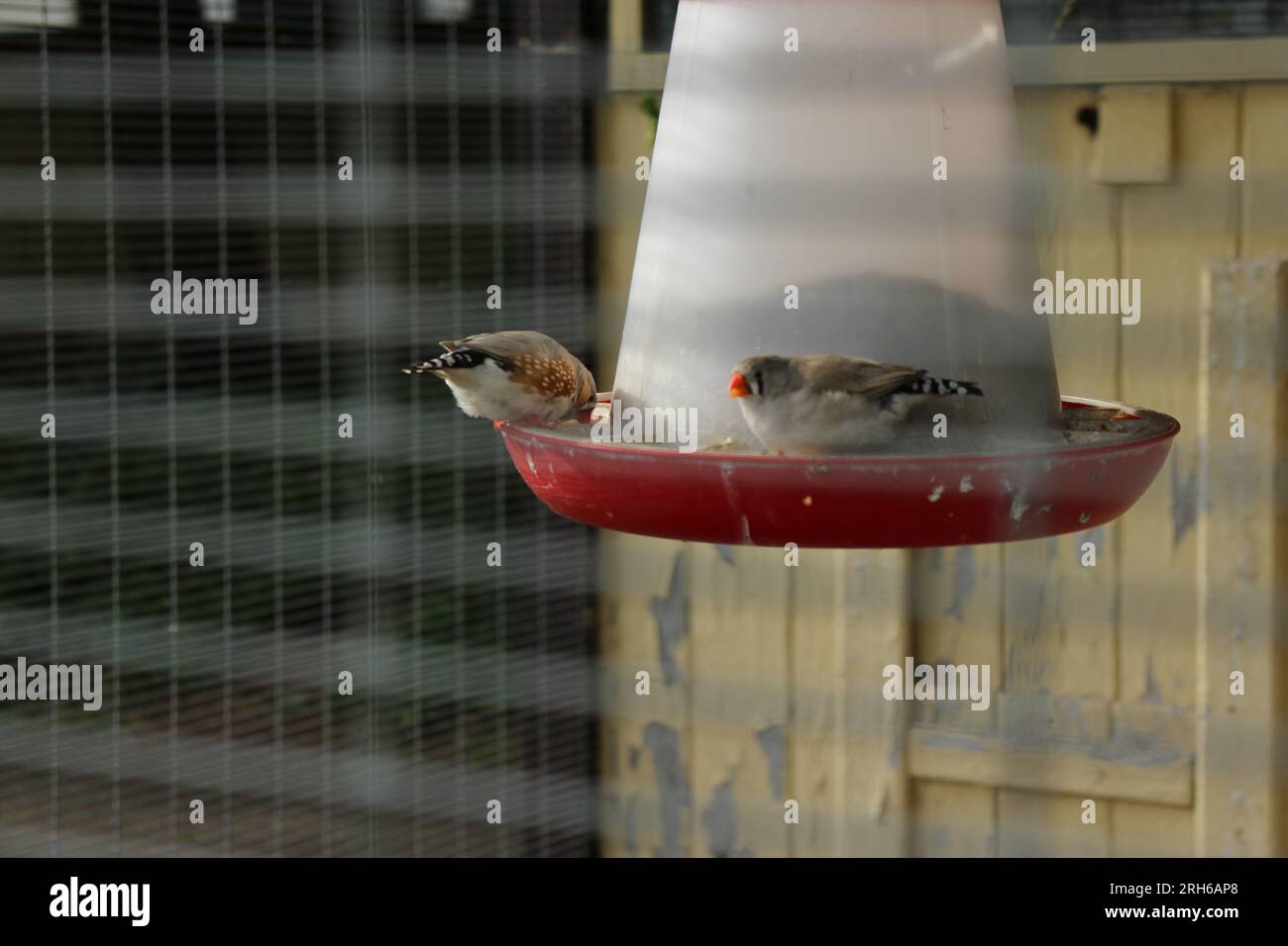 Large aviary hi-res stock photography and images - Alamy