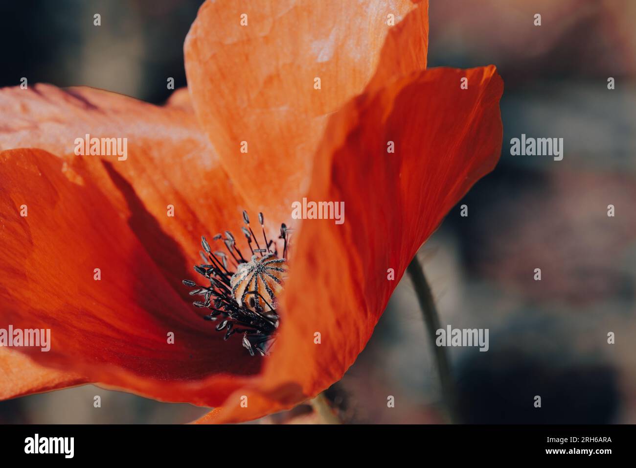 Poppi flower hi-res stock photography and images - Alamy