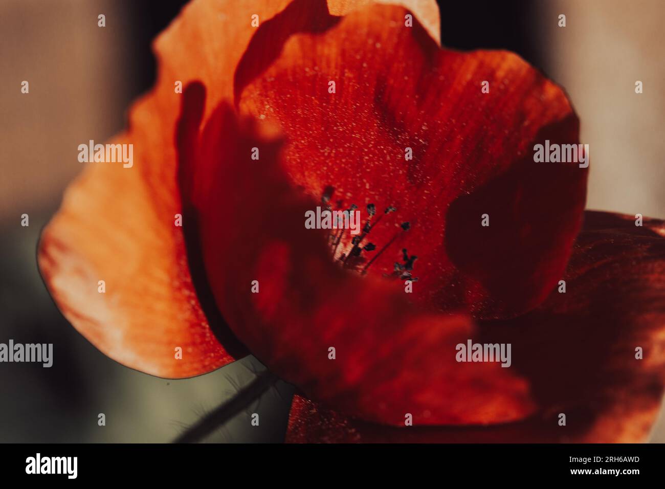 Poppi flower hi-res stock photography and images - Alamy