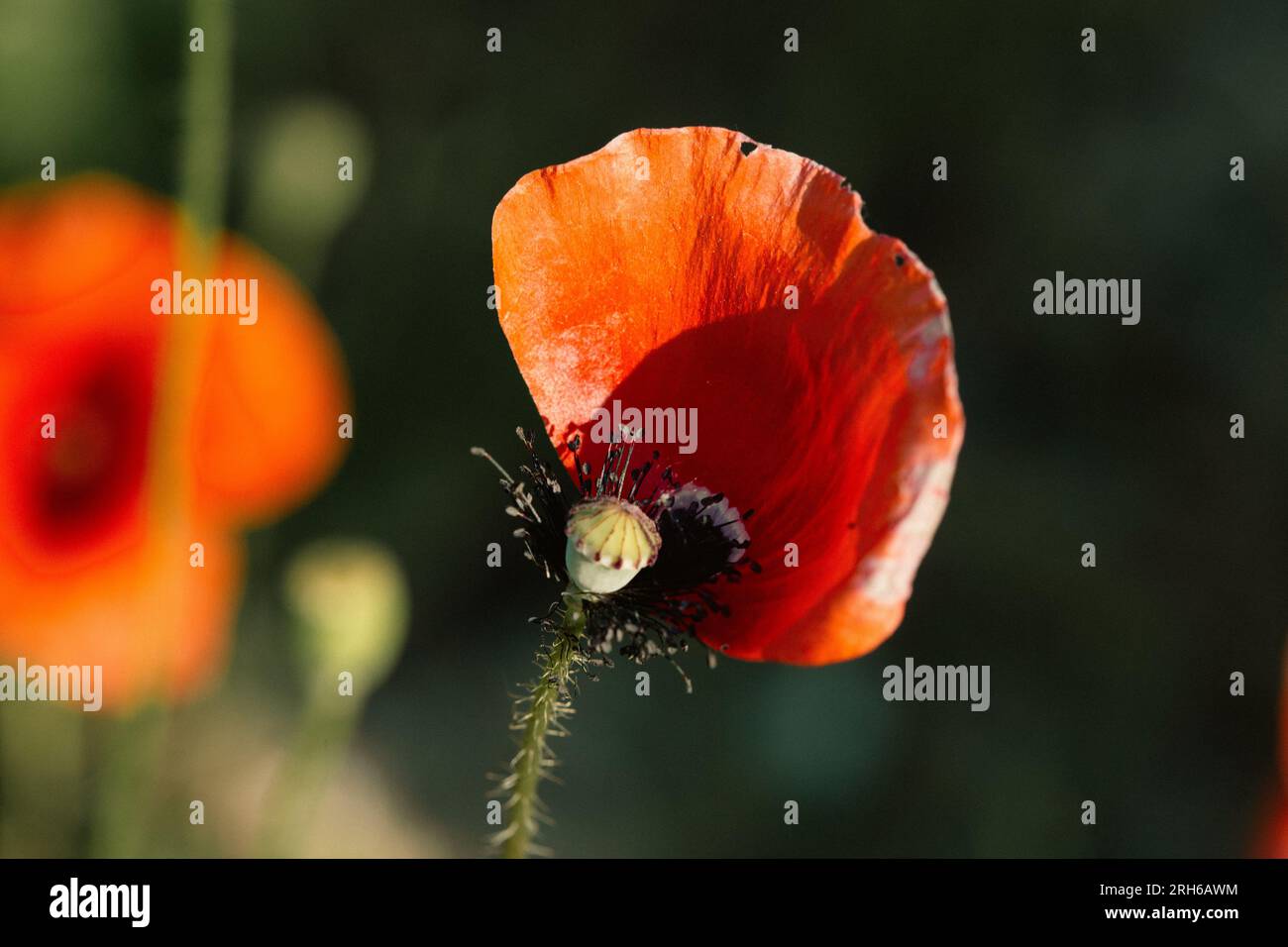 Pianta di papavero hi-res stock photography and images - Alamy