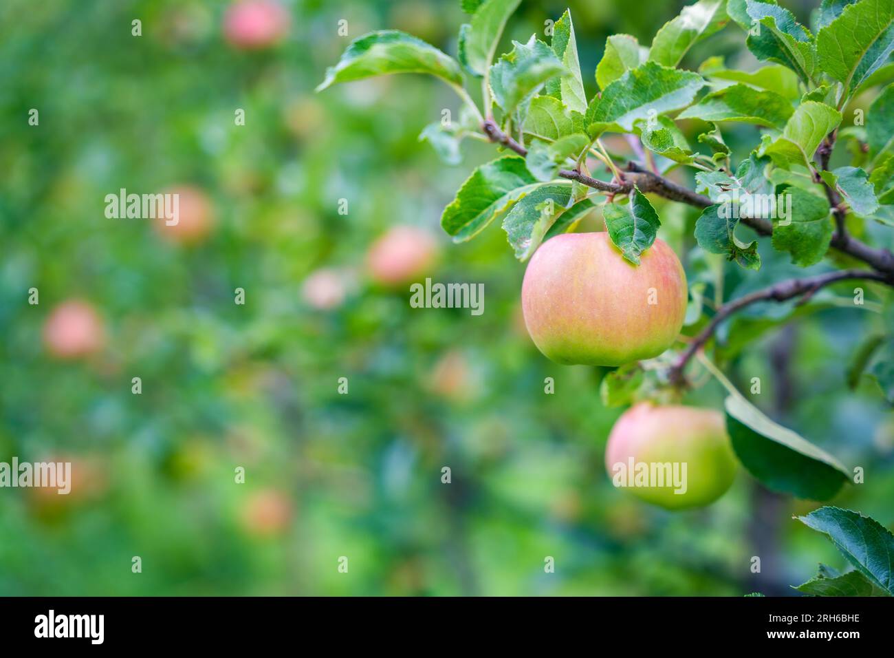 Red apples in an apple plantation in South Tyrol, San Pietro town in ...