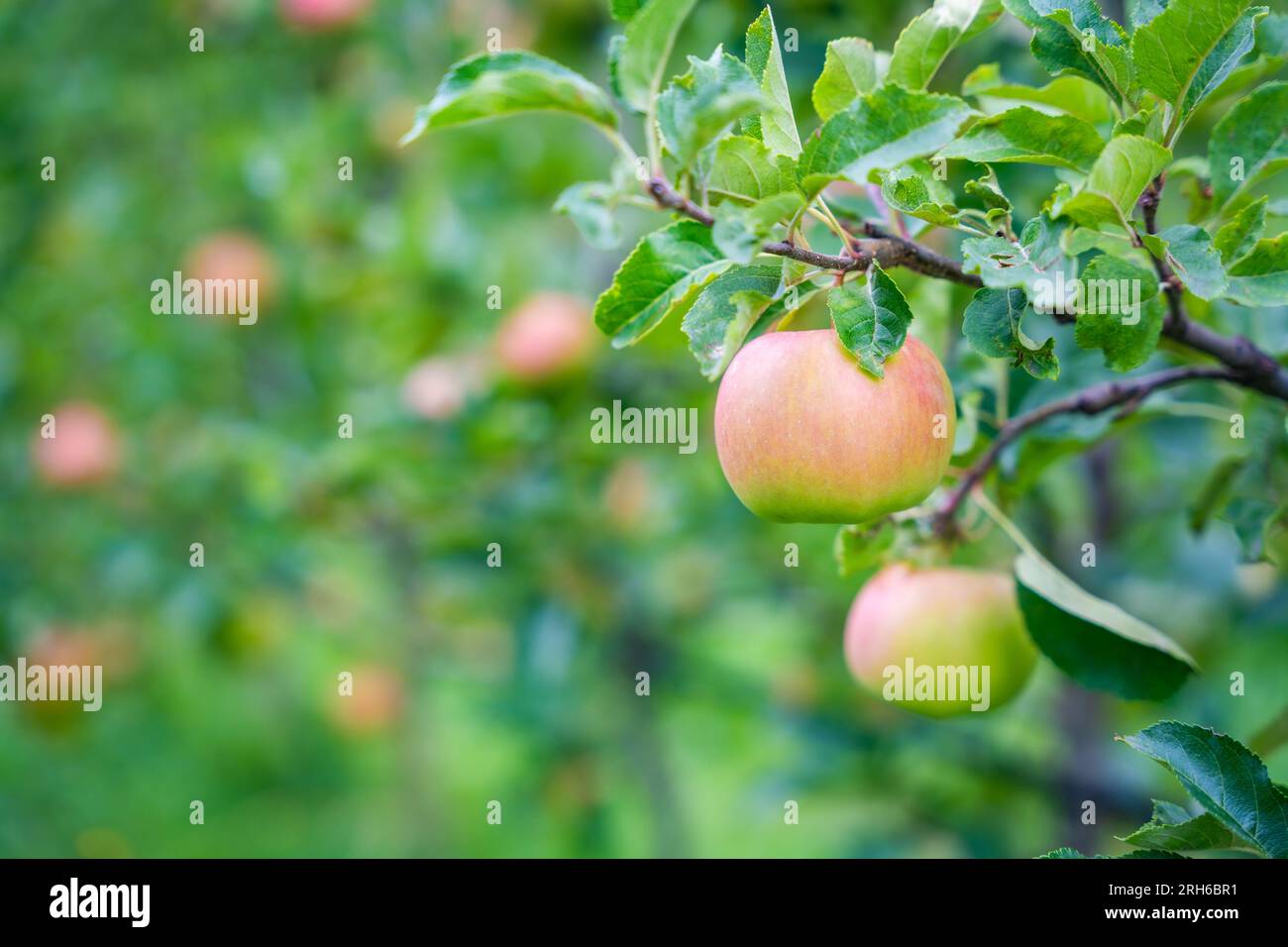 Apple plantation in trentino hi-res stock photography and images - Alamy