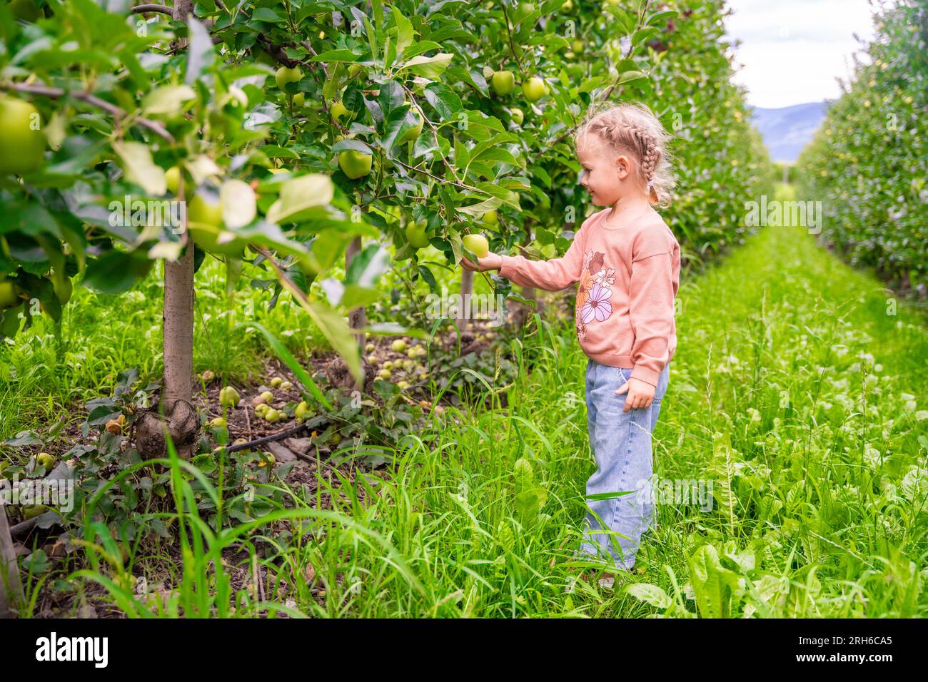 Little girl picking fruit in an apple plantation in South Tyrol, San ...