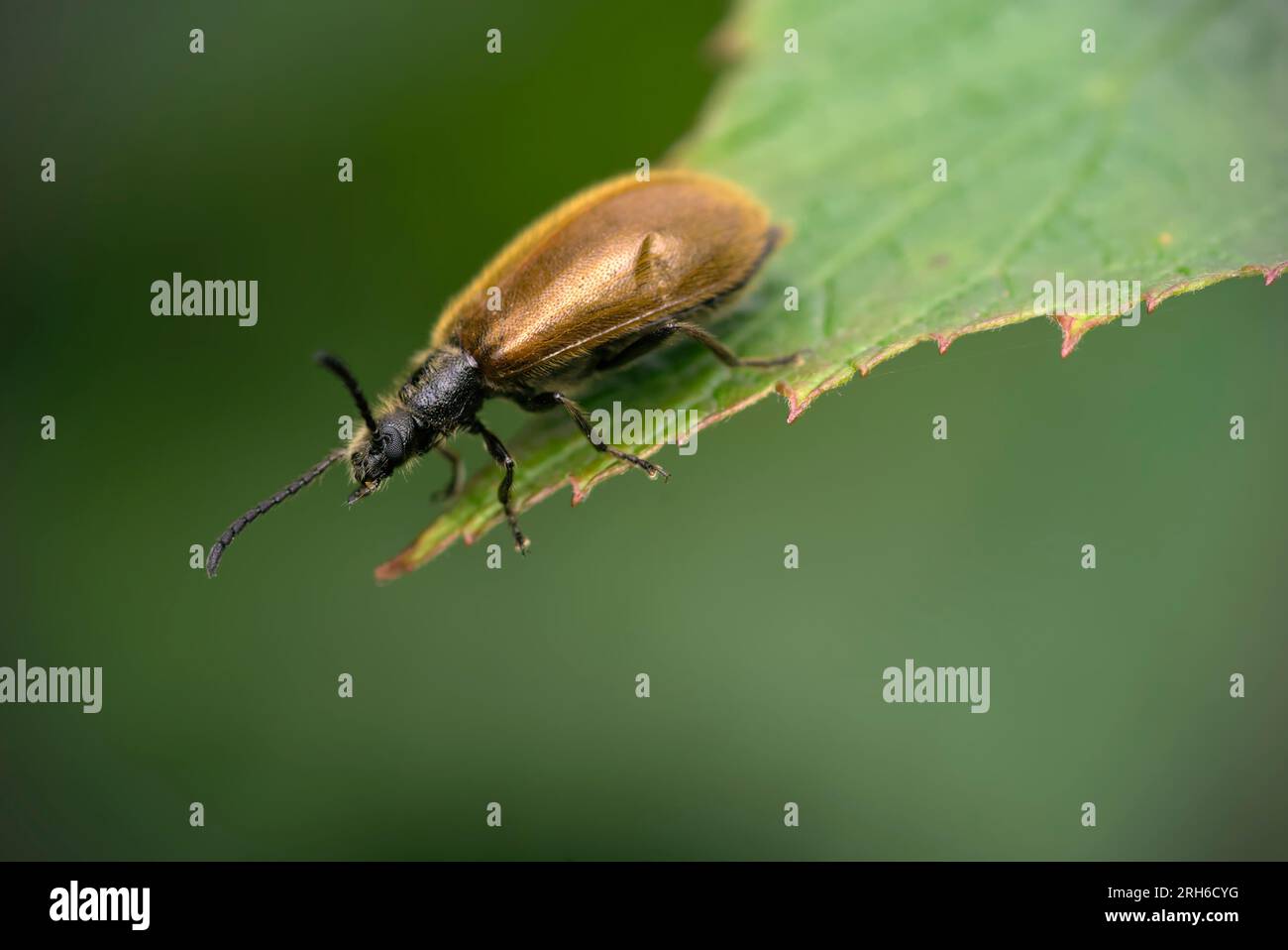 Single Beetle (Lagria cf. hirta) on the tip of a spiky leaf, macro ...