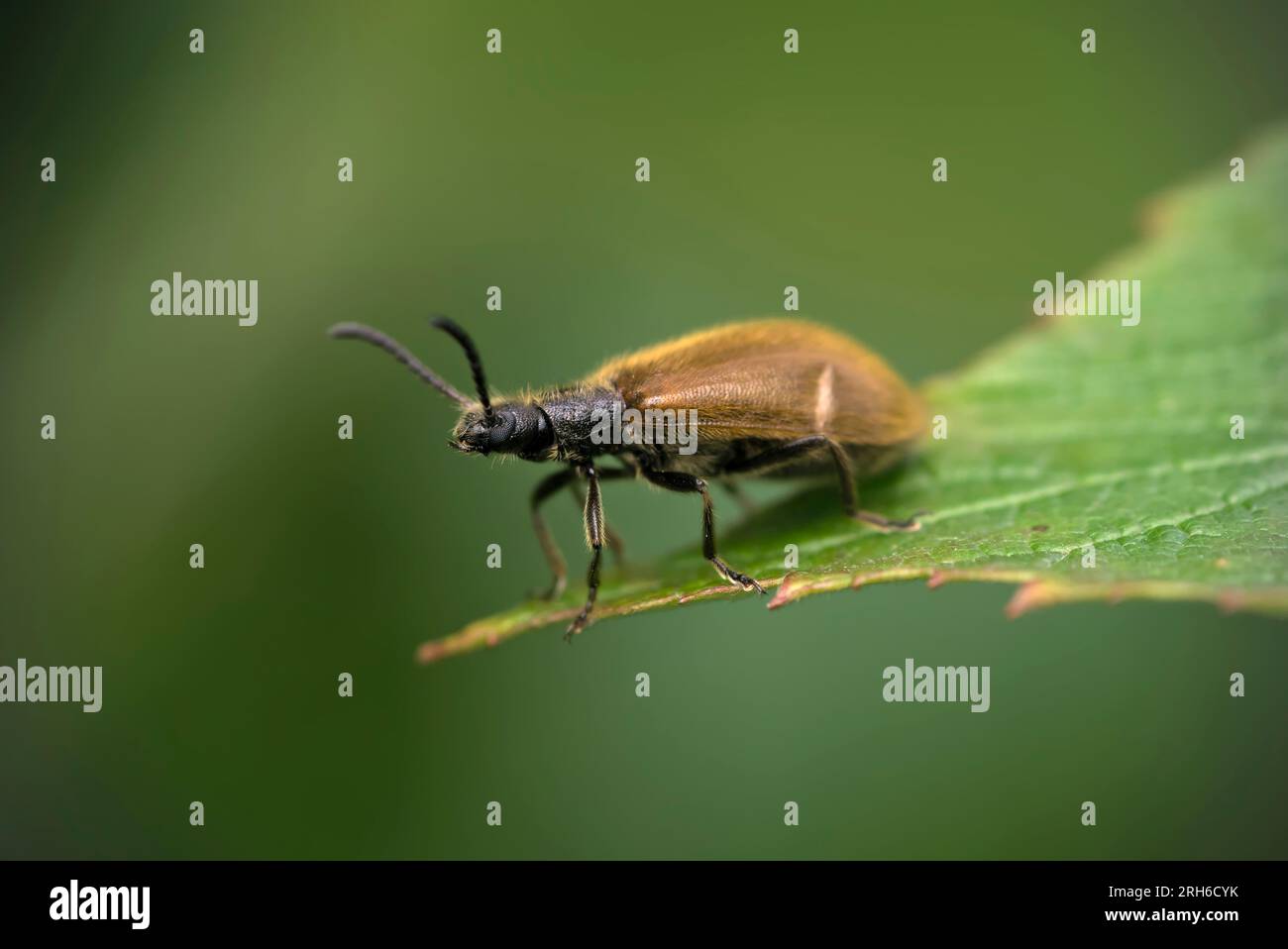Single Beetle (Lagria cf. hirta) on the tip of a spiky leaf, macro ...