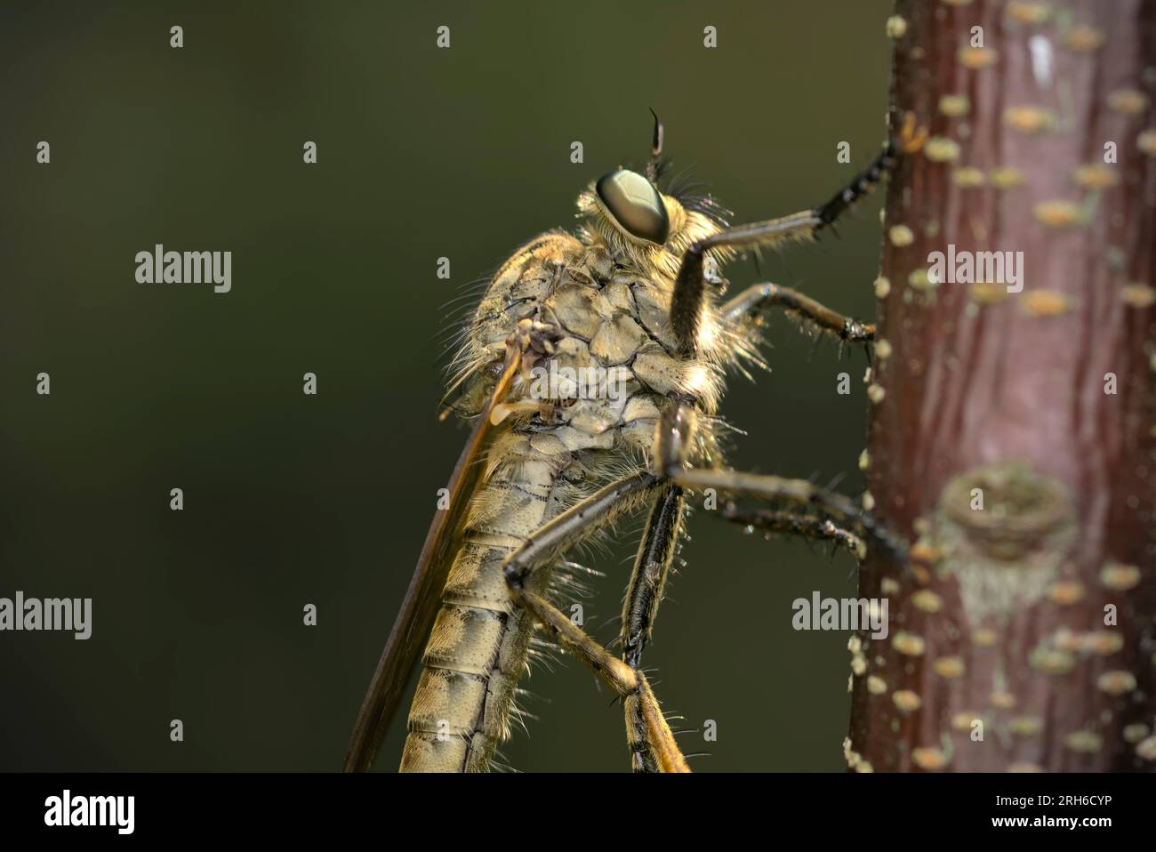 Species of robber fly hi-res stock photography and images - Alamy