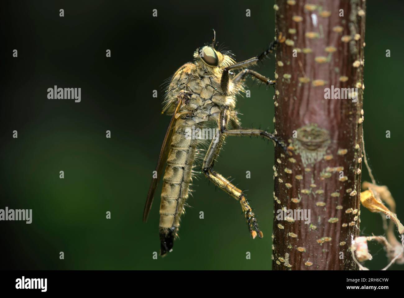 Species of robber fly hi-res stock photography and images - Alamy