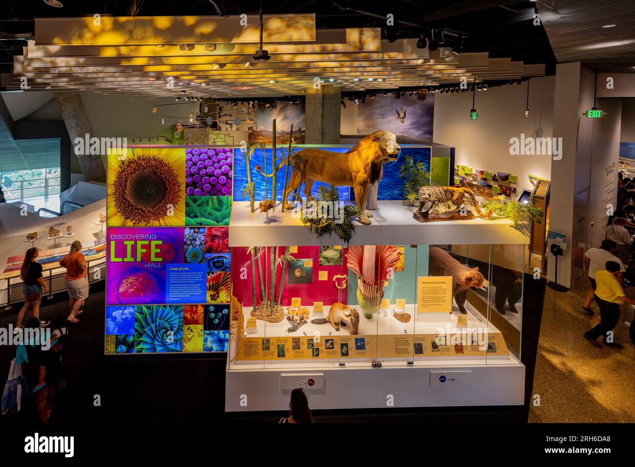 Texas, JUL 3 2023 - Interior view of the Perot Museum of Nature and ...
