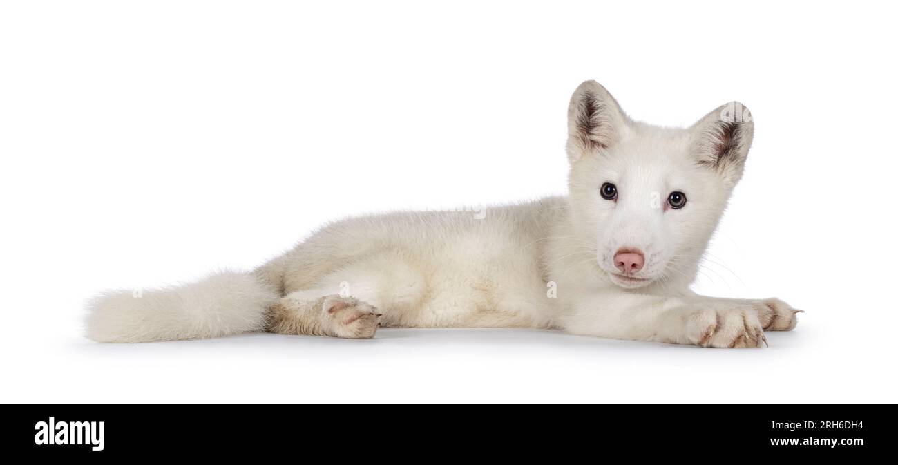 Adorable white polar fox aka Vulpes Lagopus, laying down side ways on ...