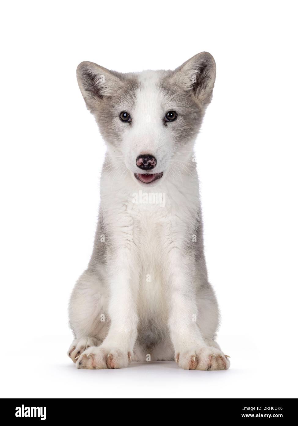 Adorable grey with white polar fox aka Vulpes Lagopus, sitting up ...