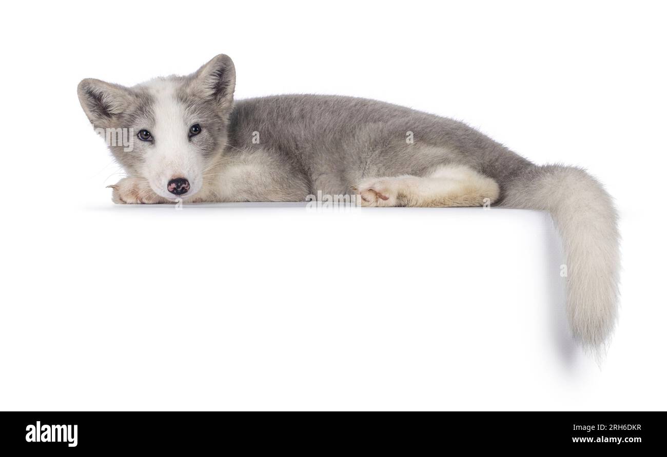 Adorable grey with white polar fox aka Vulpes Lagopus, laying down side ...