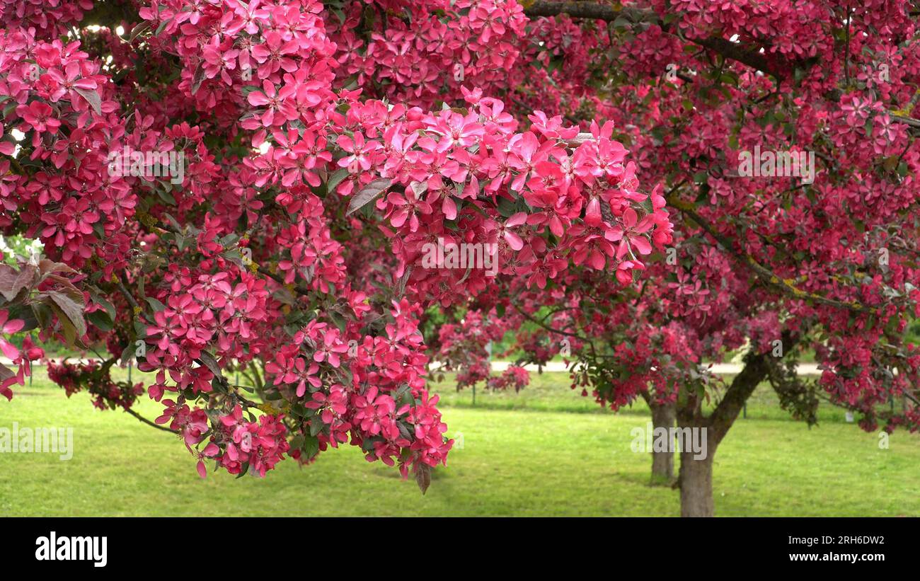 Decorative apple trees - the flowering branches in a garden. Dark pink ...