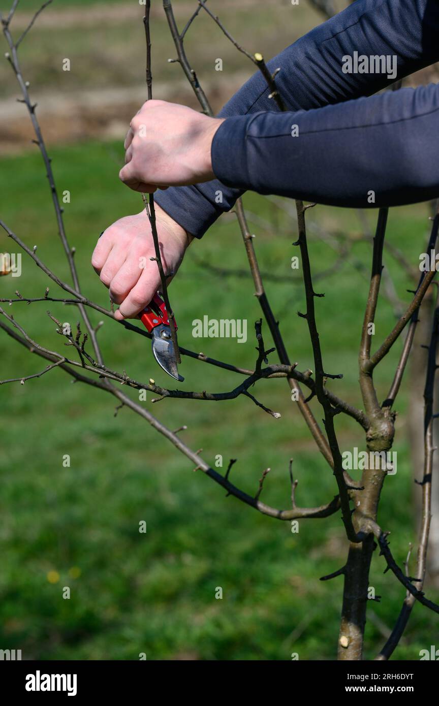 Forming the crown of a tree using spring pruning and removing ...